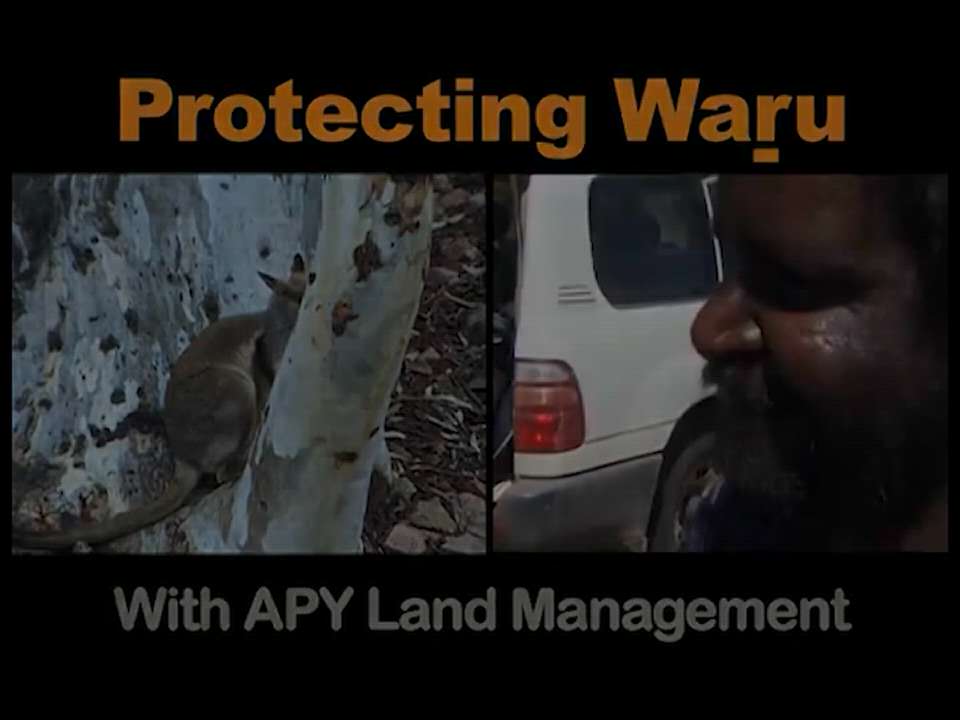 Warru